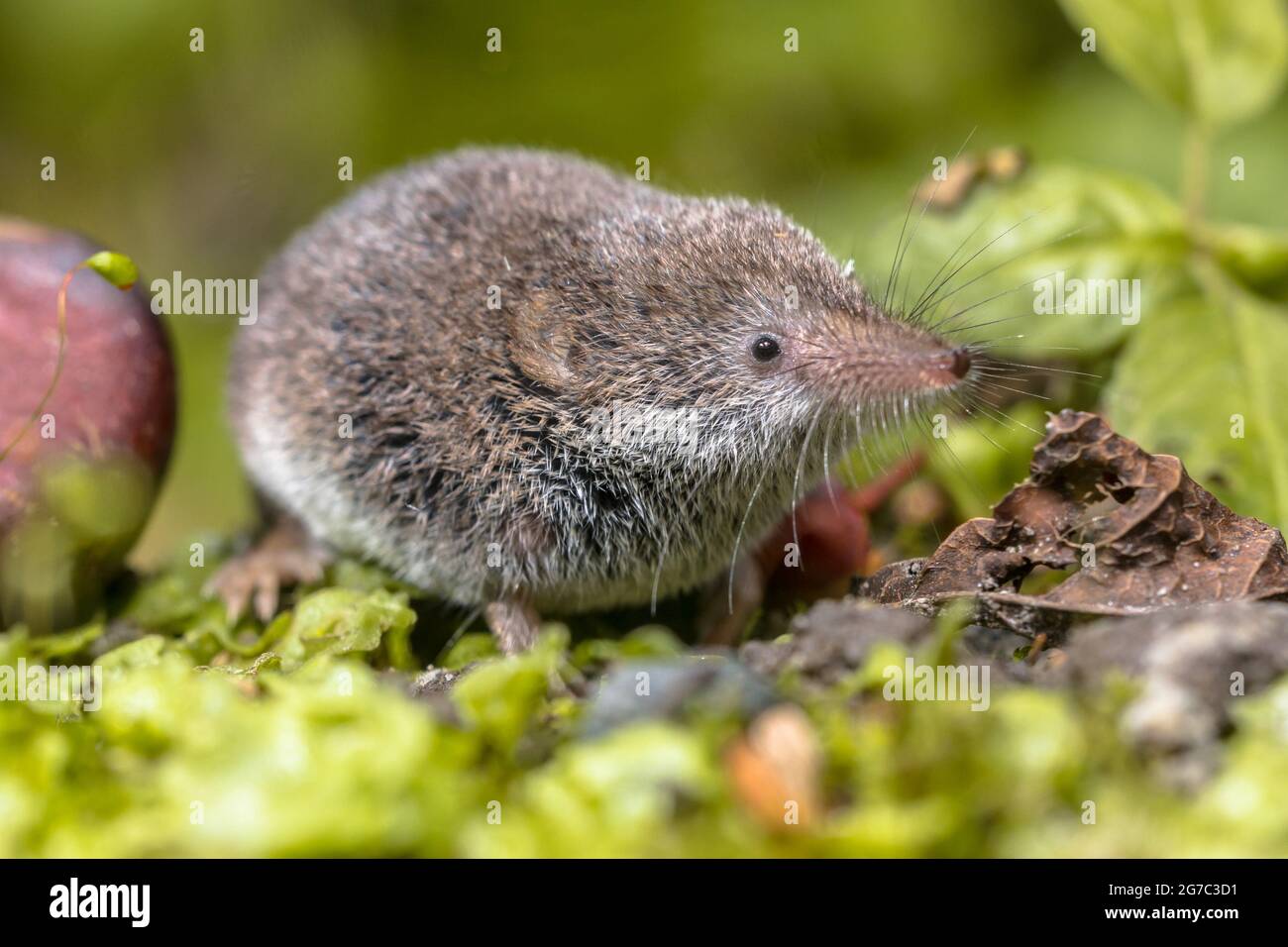 Smallest Mouse In The World