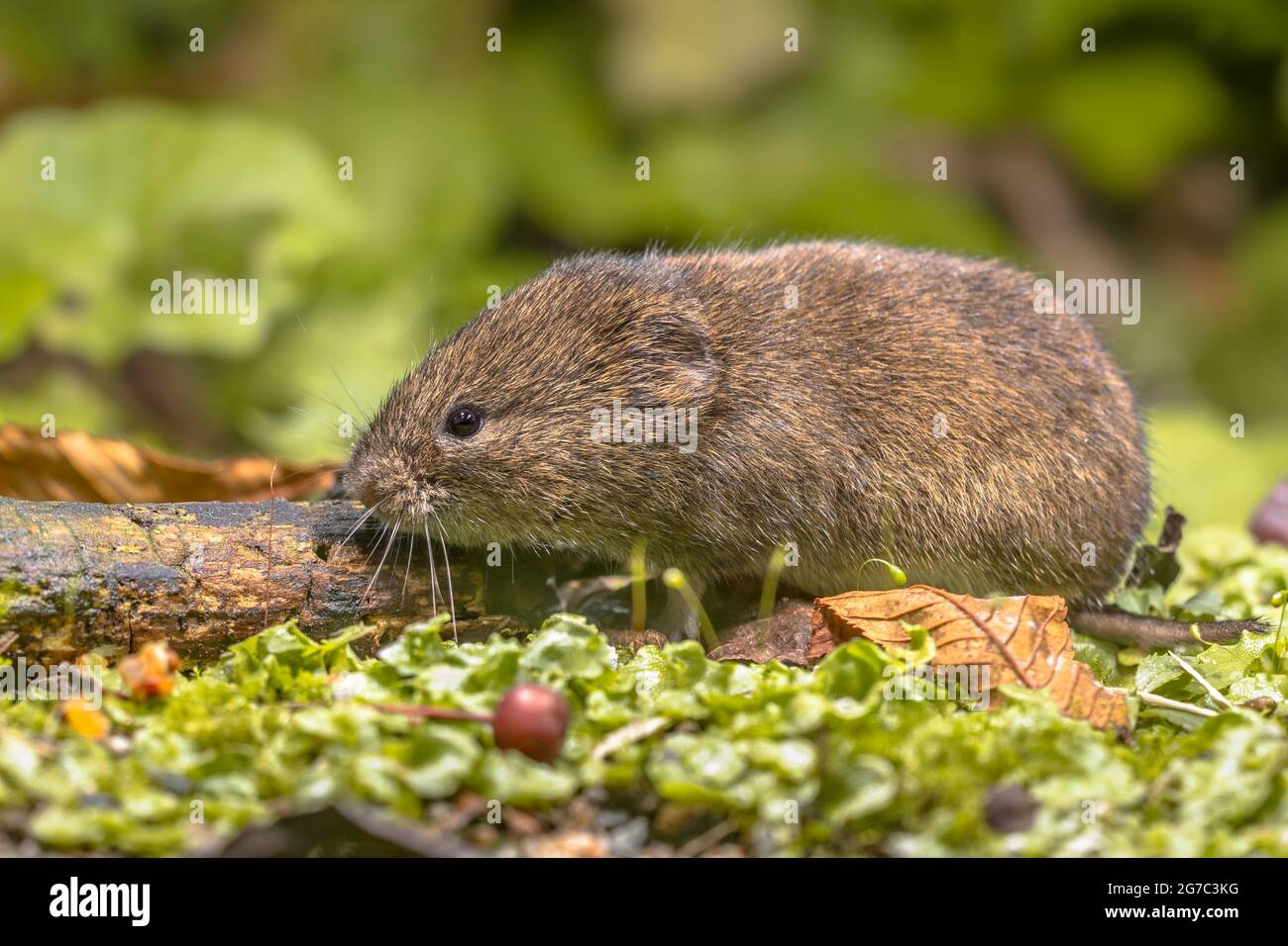 Field vole or short-tailed vole (Microtus agrestis) walking in natural ...
