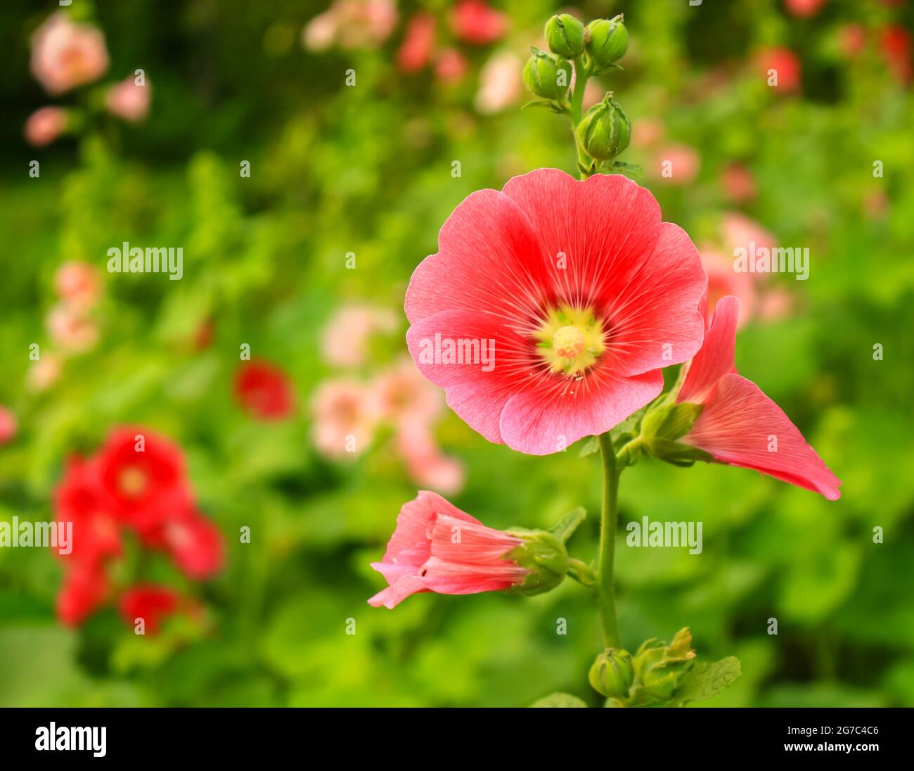 Malva flower red color in hi-res stock photography and images - Alamy