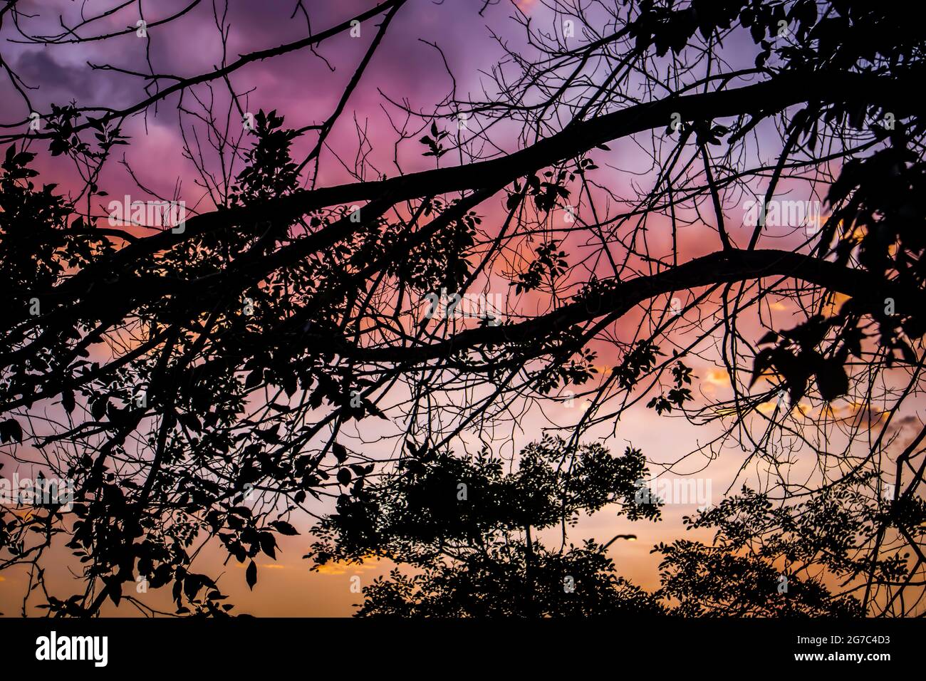 Branches cross hi-res stock photography and images - Alamy