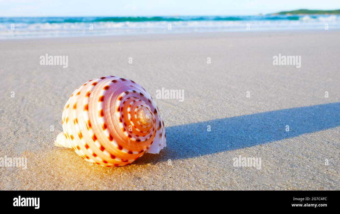 Beautiful shells on the beach in the summer Stock Photo - Alamy