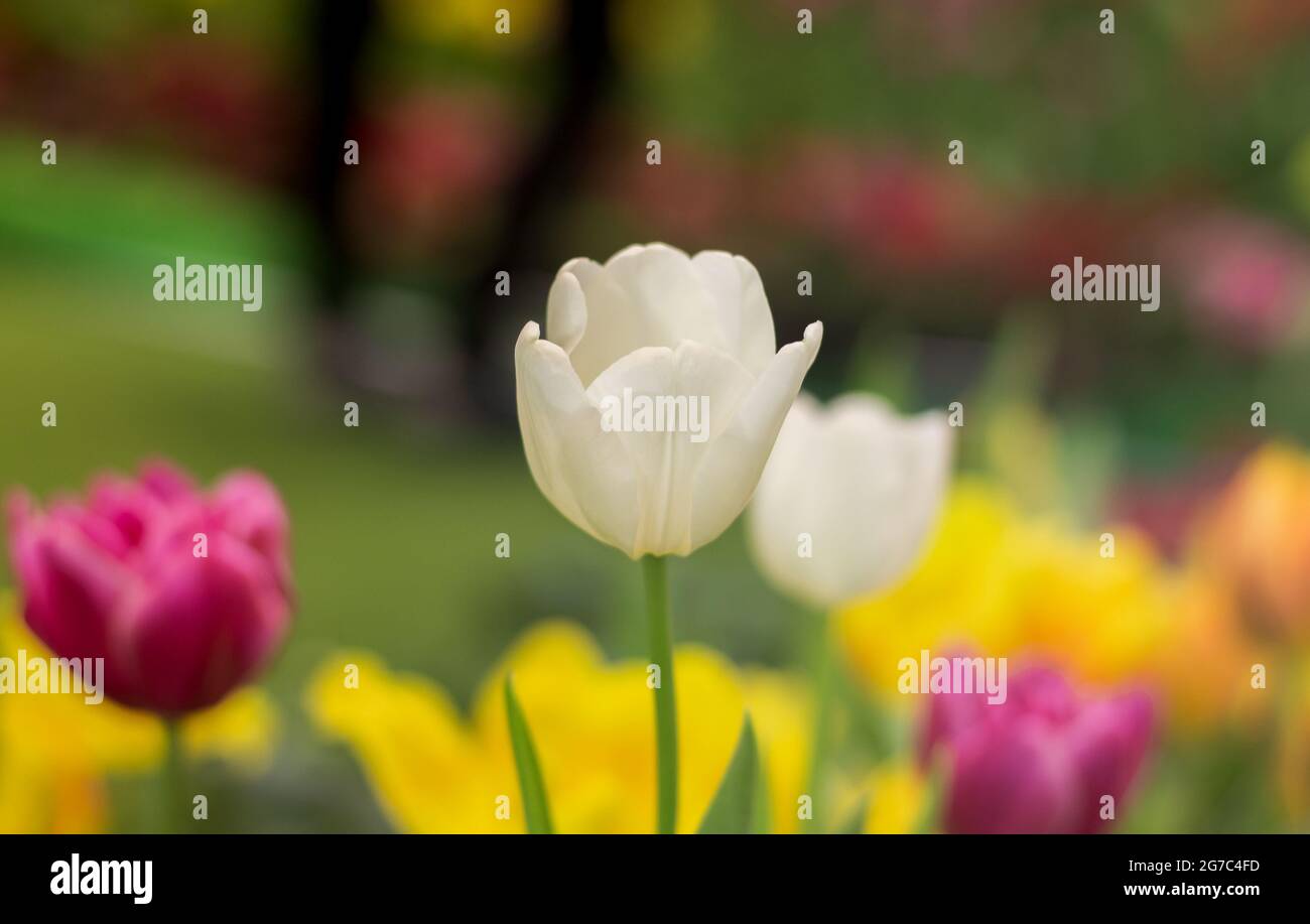 Beautiful Tulip Flowers of Love romantic Stock Photo - Alamy
