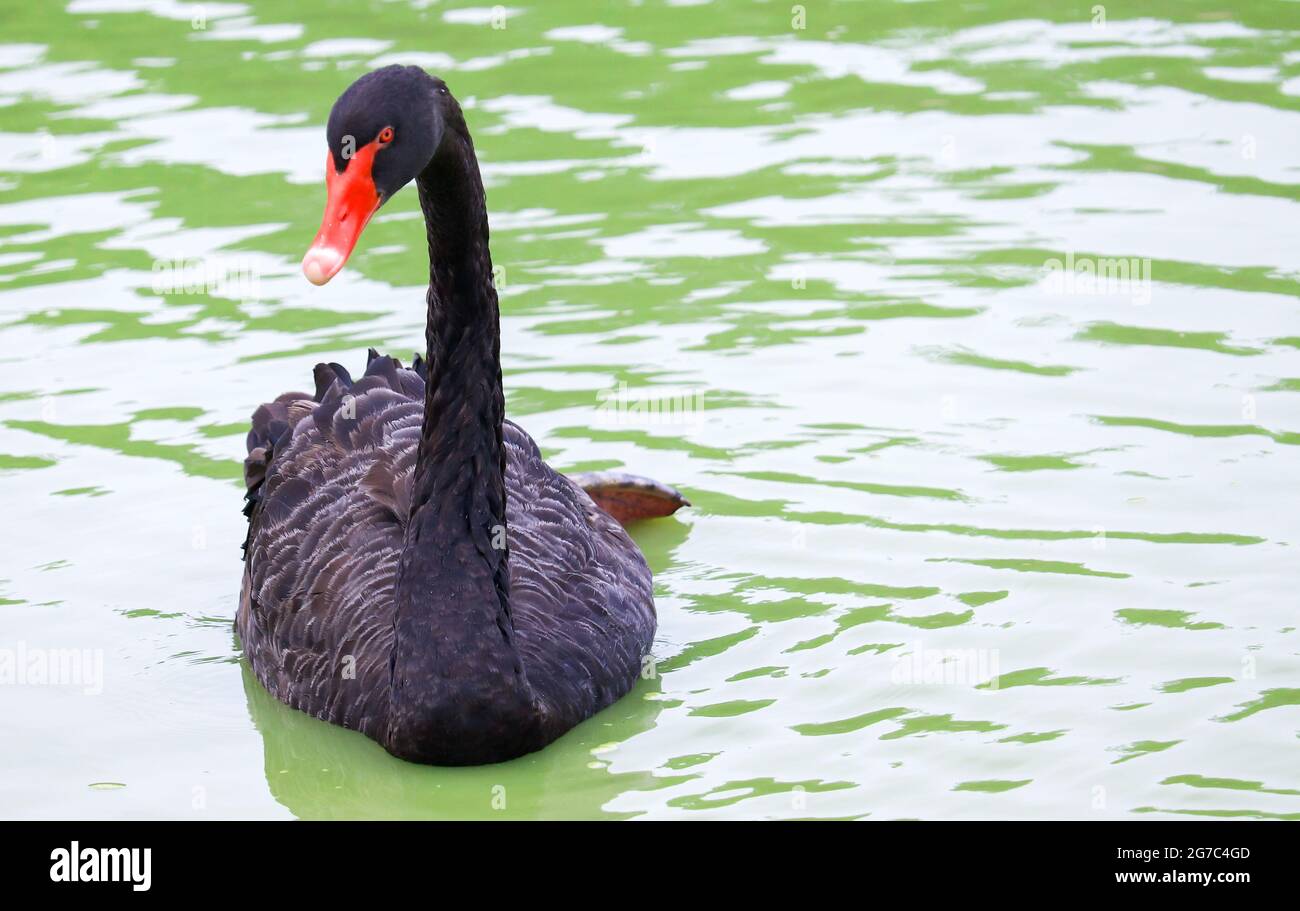 (Cygnus ) black swan swimming in a lake and its reflection in the water ...