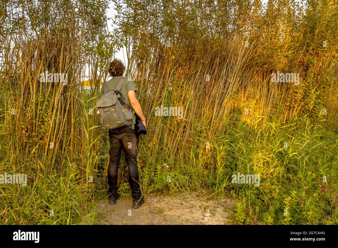 Nature photographer peeking through natural hide looking for birds ...