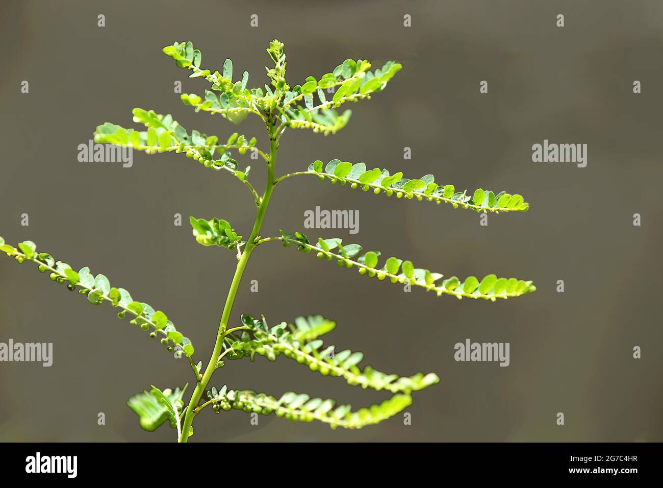 Phyllanthus niruri hi-res stock photography and images - Alamy