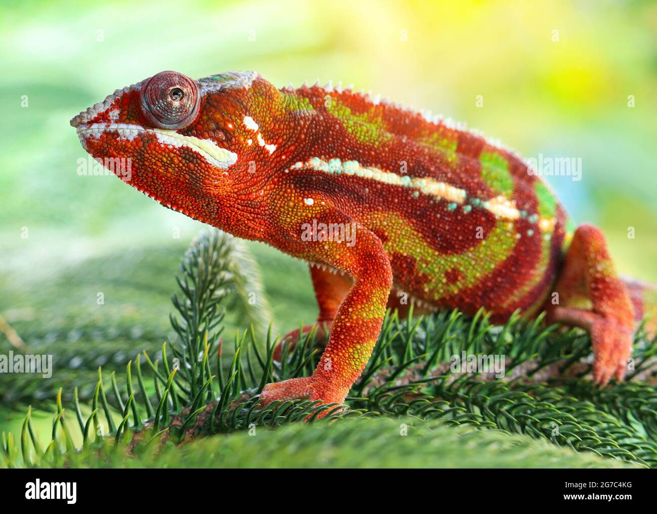 Close up animal chameleon panther lizard Colorful beautiful on branch ...