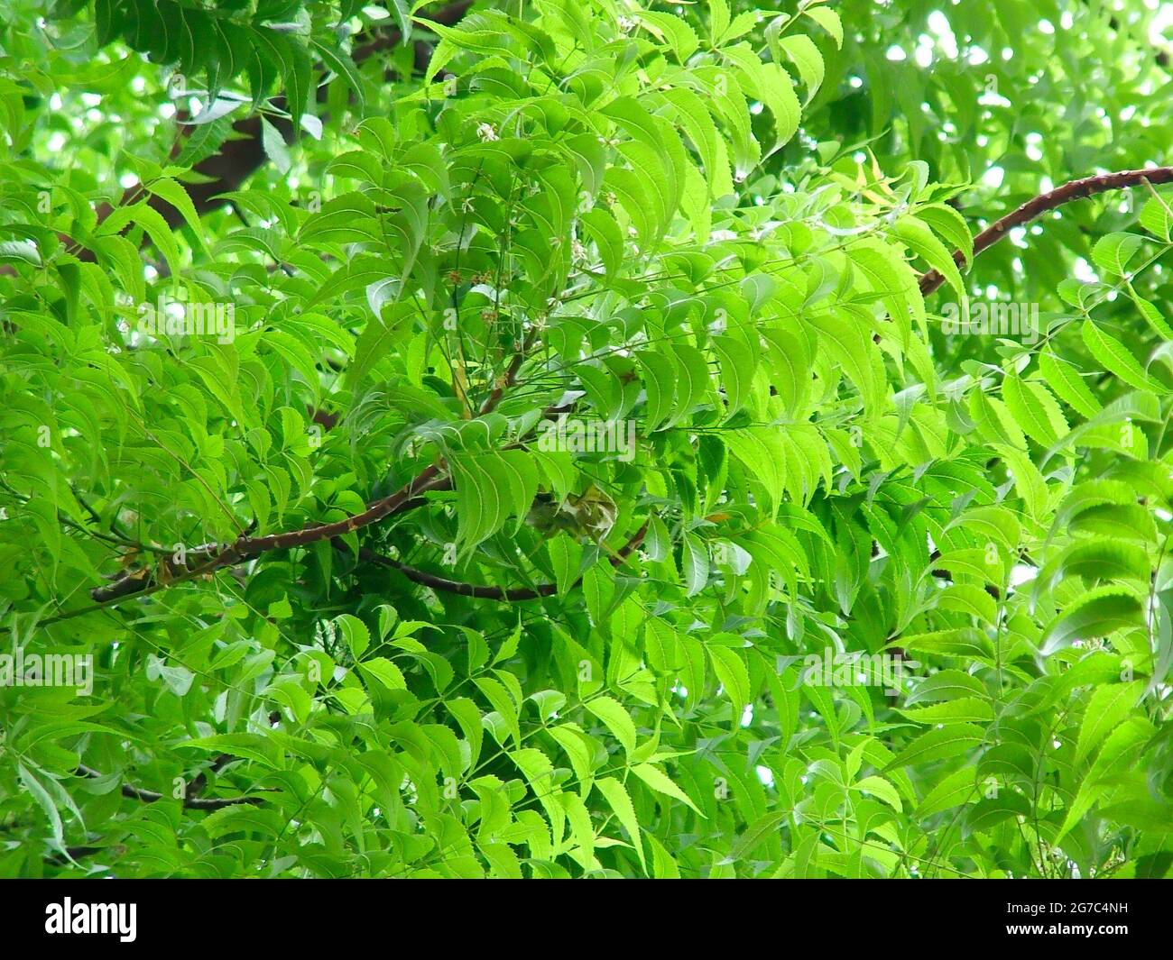 Neem tree greenish branch with dense leaves Stock Photo - Alamy