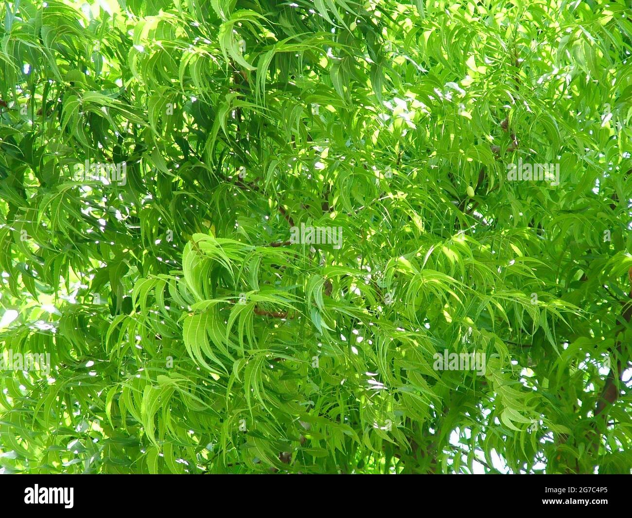 Neem tree greenish branch with dense leaves Stock Photo - Alamy
