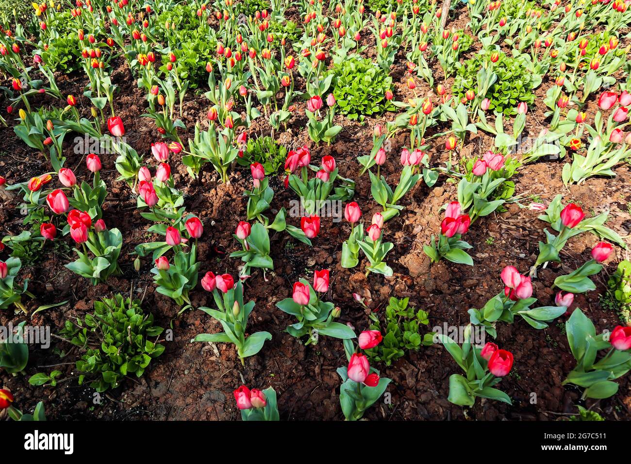 These colorful plants have beautiful flowers in spring Stock Photo - Alamy