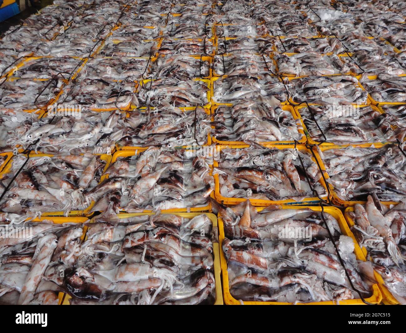 Stack of many fresh squid or cuttlefish at market Stock Photo - Alamy