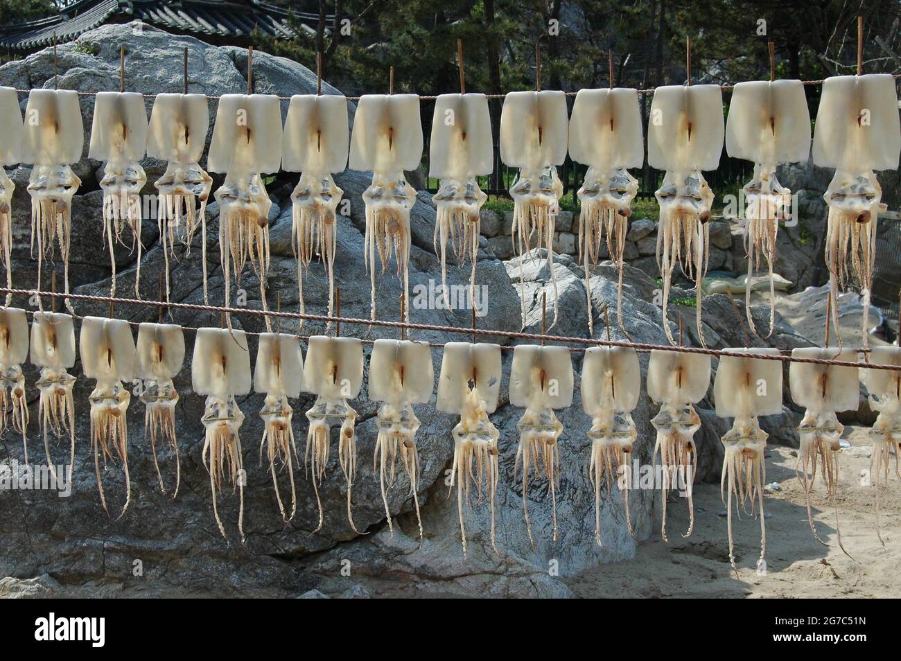 Hanging dried squids or cuttlefishes on the line Stock Photo - Alamy