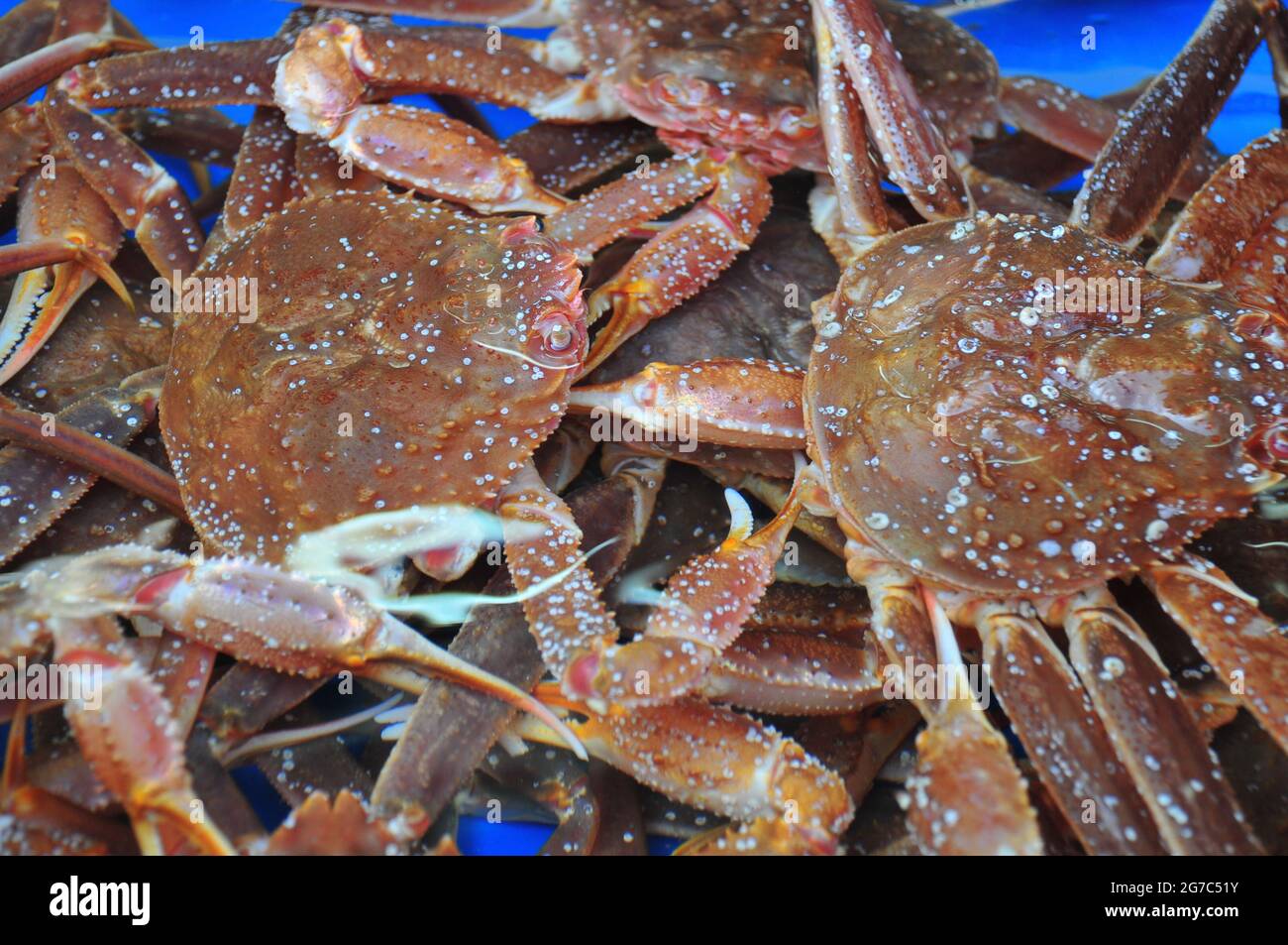 Snow crabs in fish market Stock Photo - Alamy