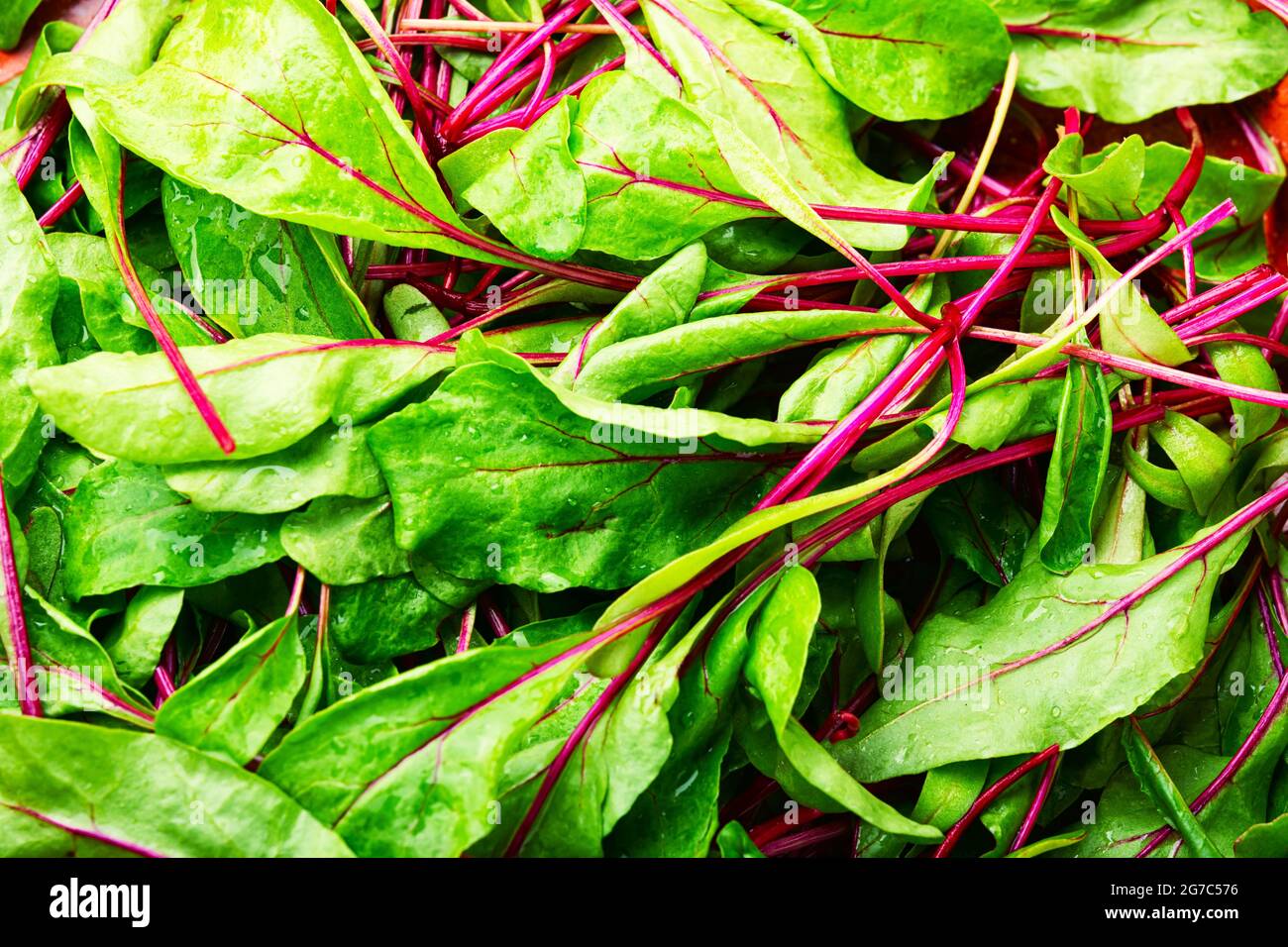 Fresh organic chard.Beet leaves or mangold.Food background Stock Photo ...