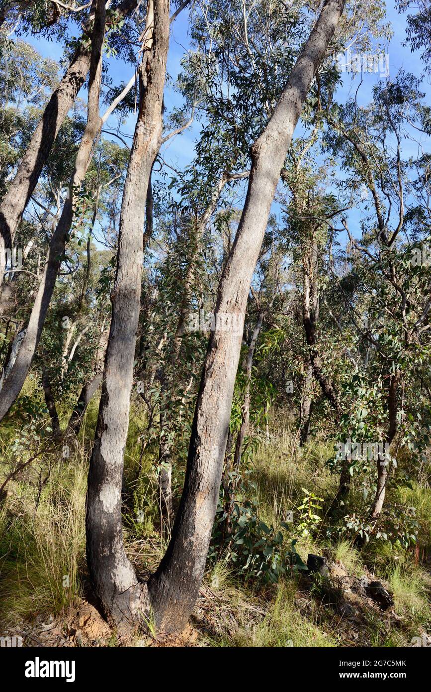 Australian native bush land at Blackheath in the Blue Mountains Stock ...