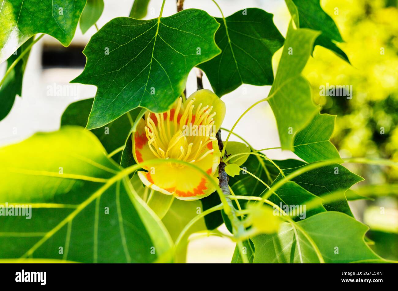 Tulip poplar tree flower hi-res stock photography and images - Alamy
