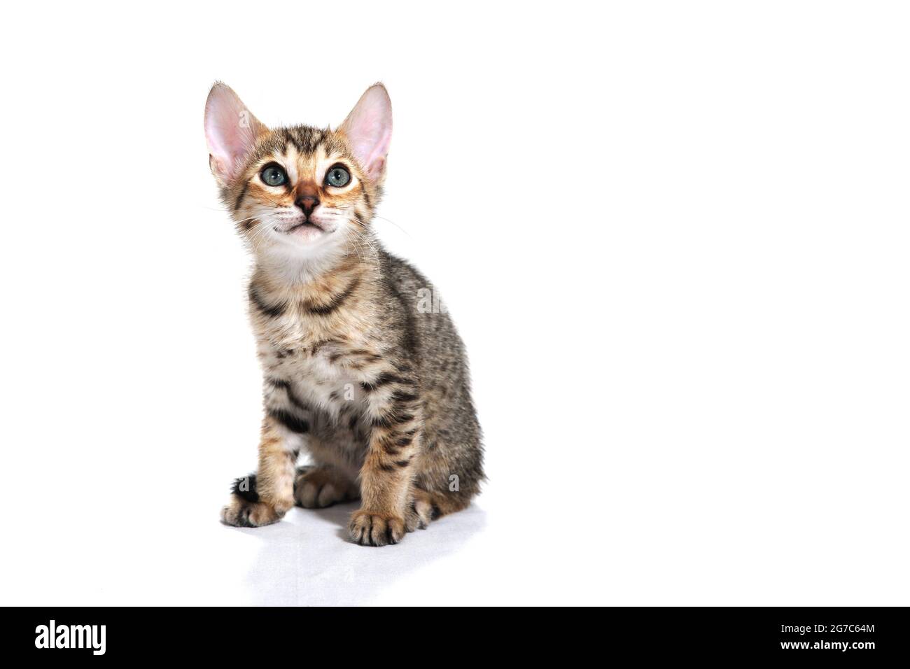 A purebred smooth-haired cat sits on a white isolated background Stock ...