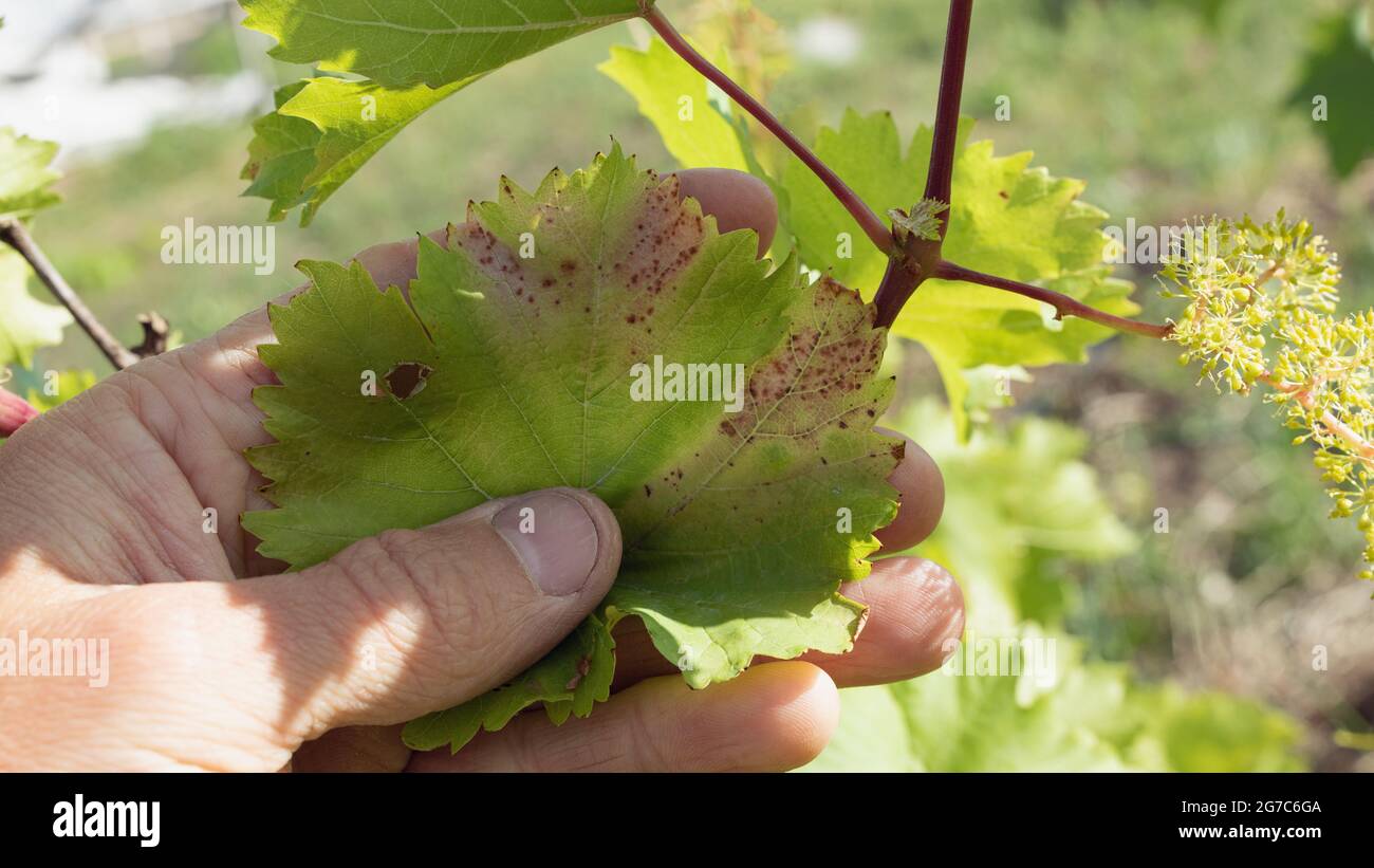 Alternaria on leaves of grapes as yellow red spots, plant affected by ...