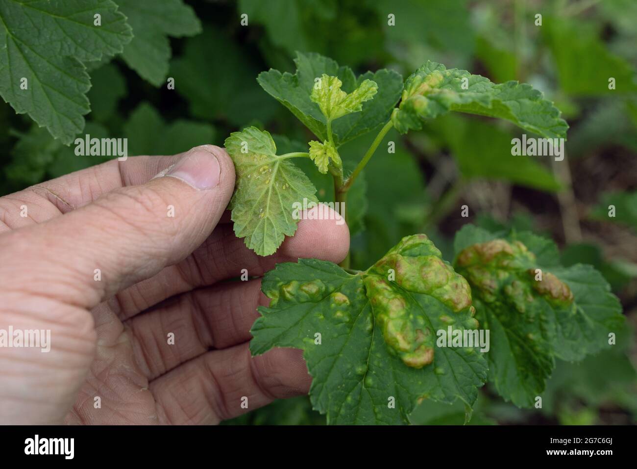 Currant leaf spot hi-res stock photography and images - Alamy