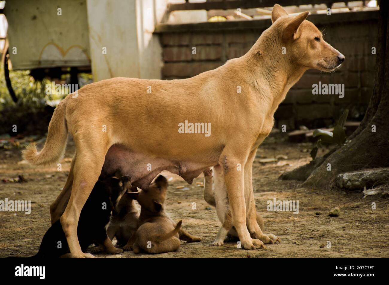 A dog is feeding her child Stock Photo - Alamy