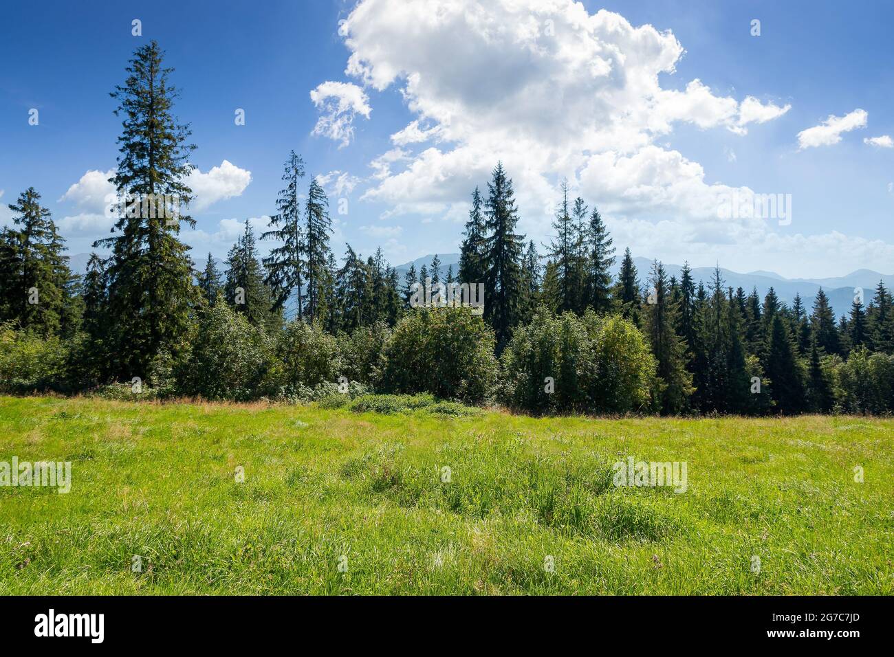 spruce forest on the grassy hillside meadow. beautiful nature scenery ...
