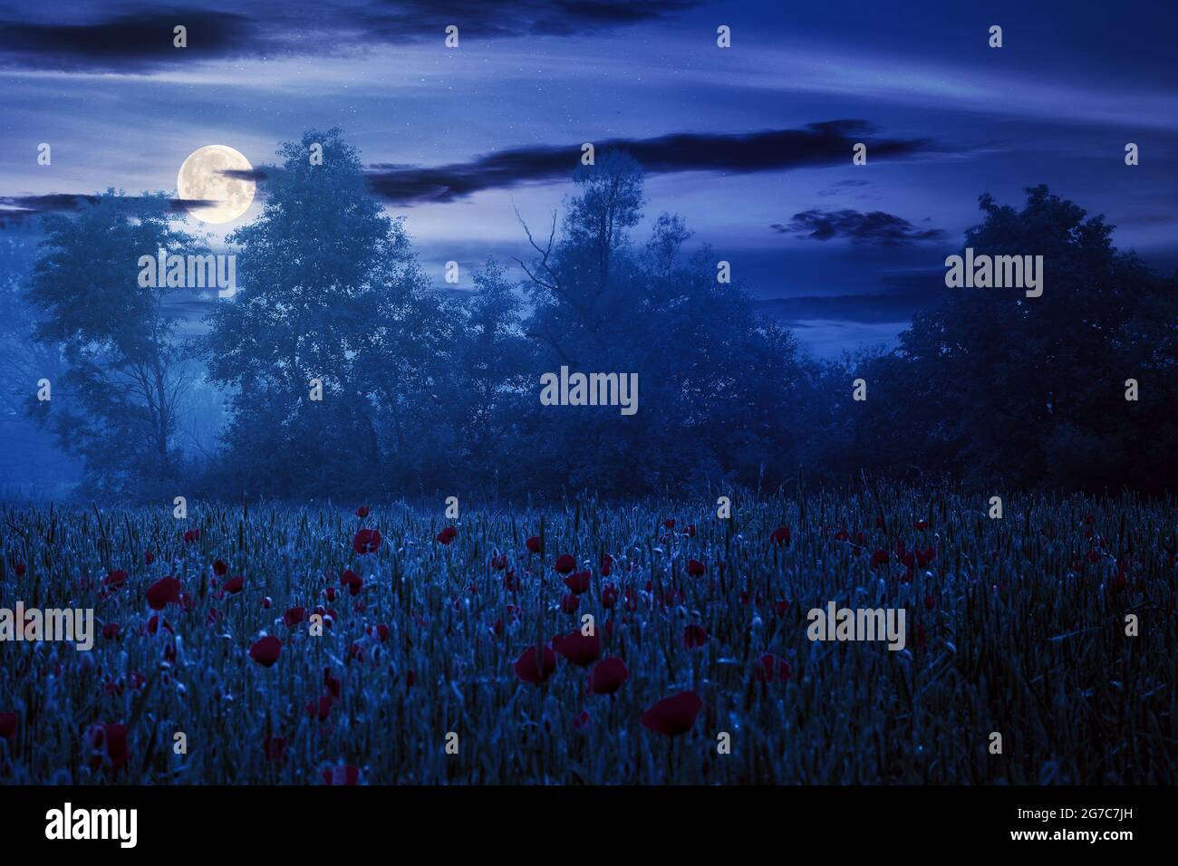 Night field and flowers hi-res stock photography and images - Alamy