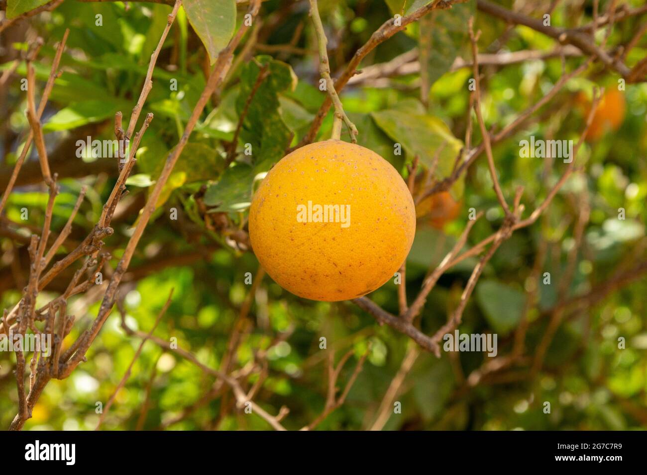 Fruit of an Orange Tree in the Cederberg Mountains close to Clanwilliam ...