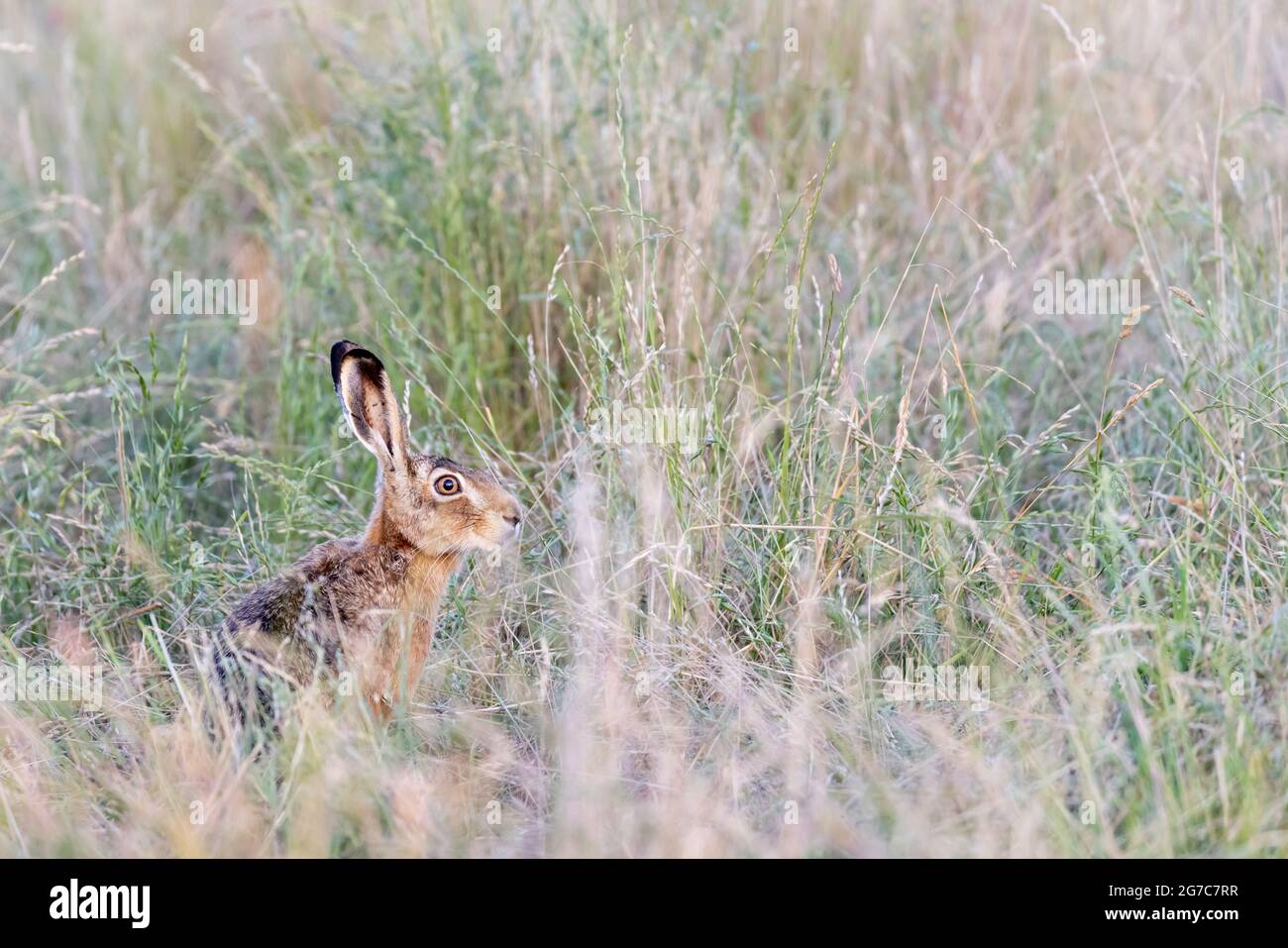European brown hare germany hi-res stock photography and images - Alamy