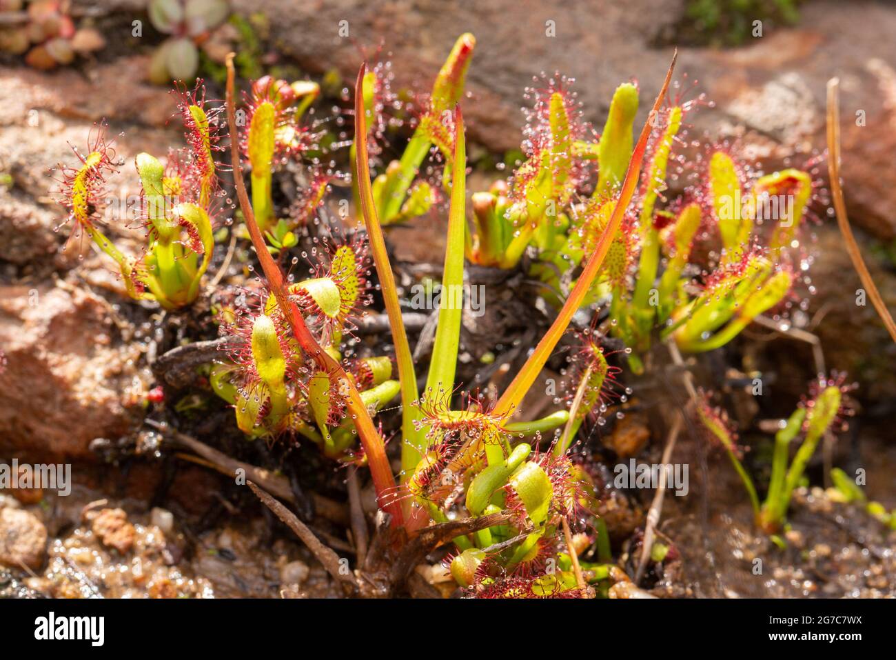 Drosera capensis starting to grow after the winter, seen in the Cederg ...