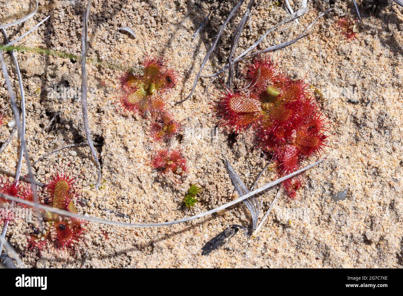 The Sundew Drosera trinervia growing in sandy habitat in the Cederberg ...