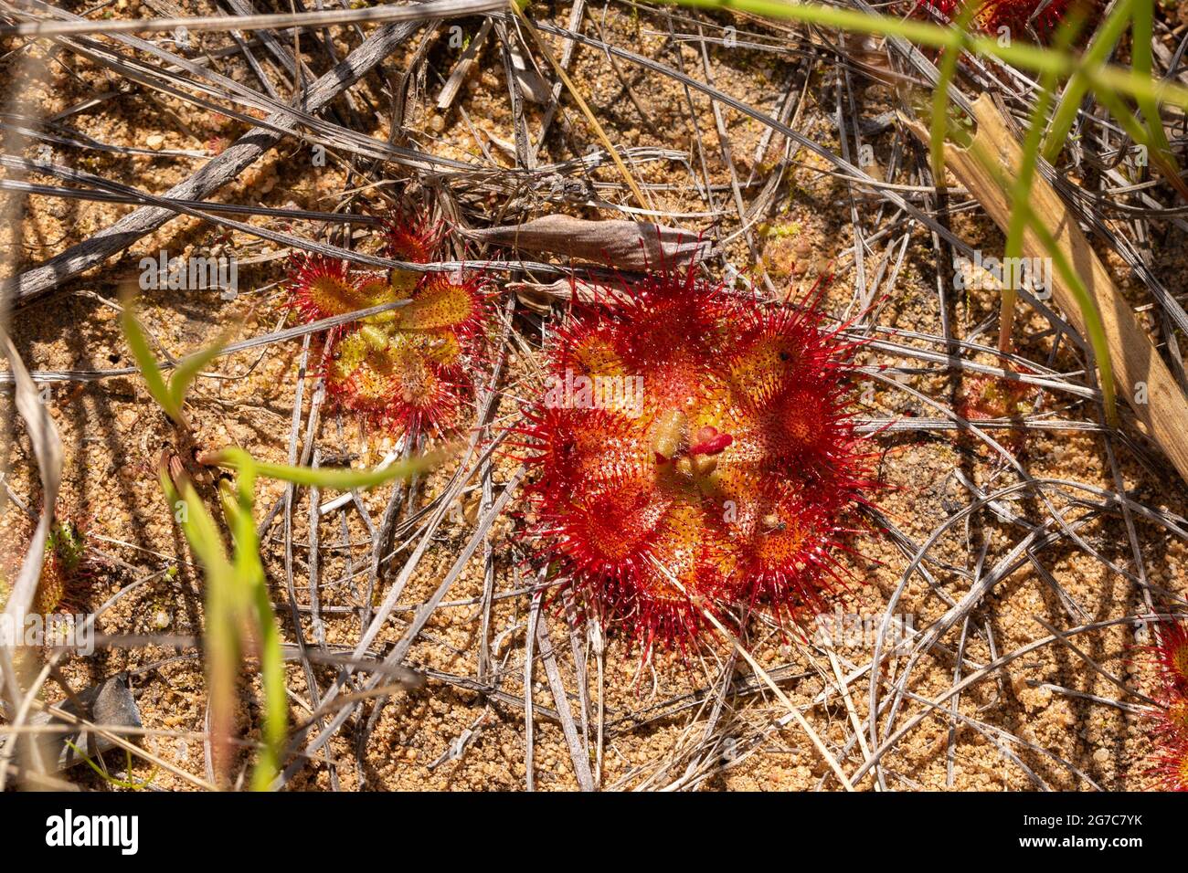 Close-up of Drosera trinervia, a carnivorous plant from the Sundew ...