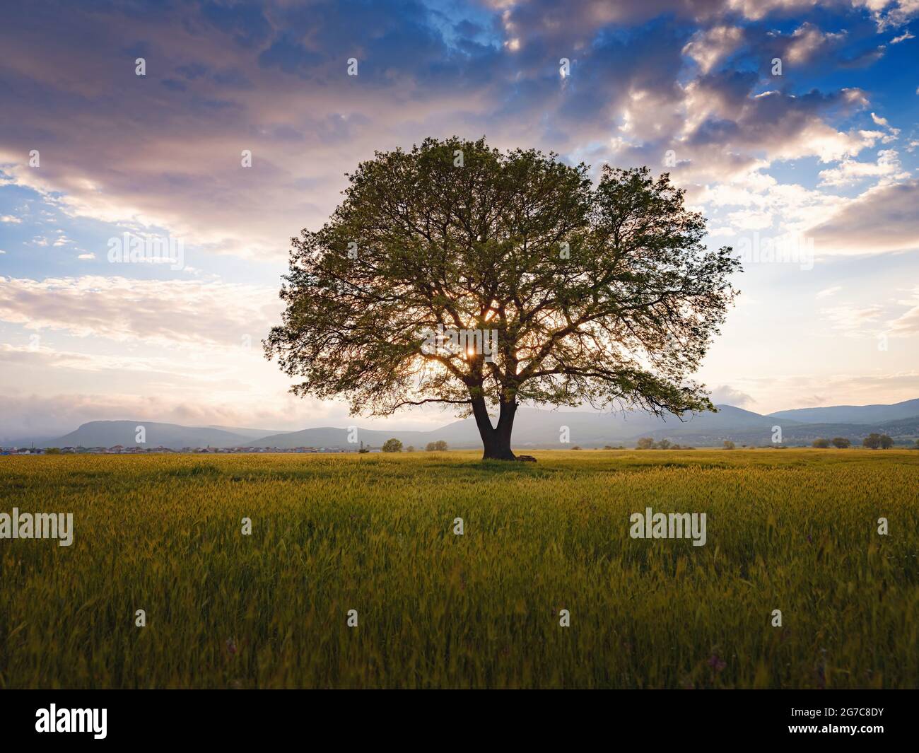 old oak tree growing on an agricultural field over spring sunset sky ...
