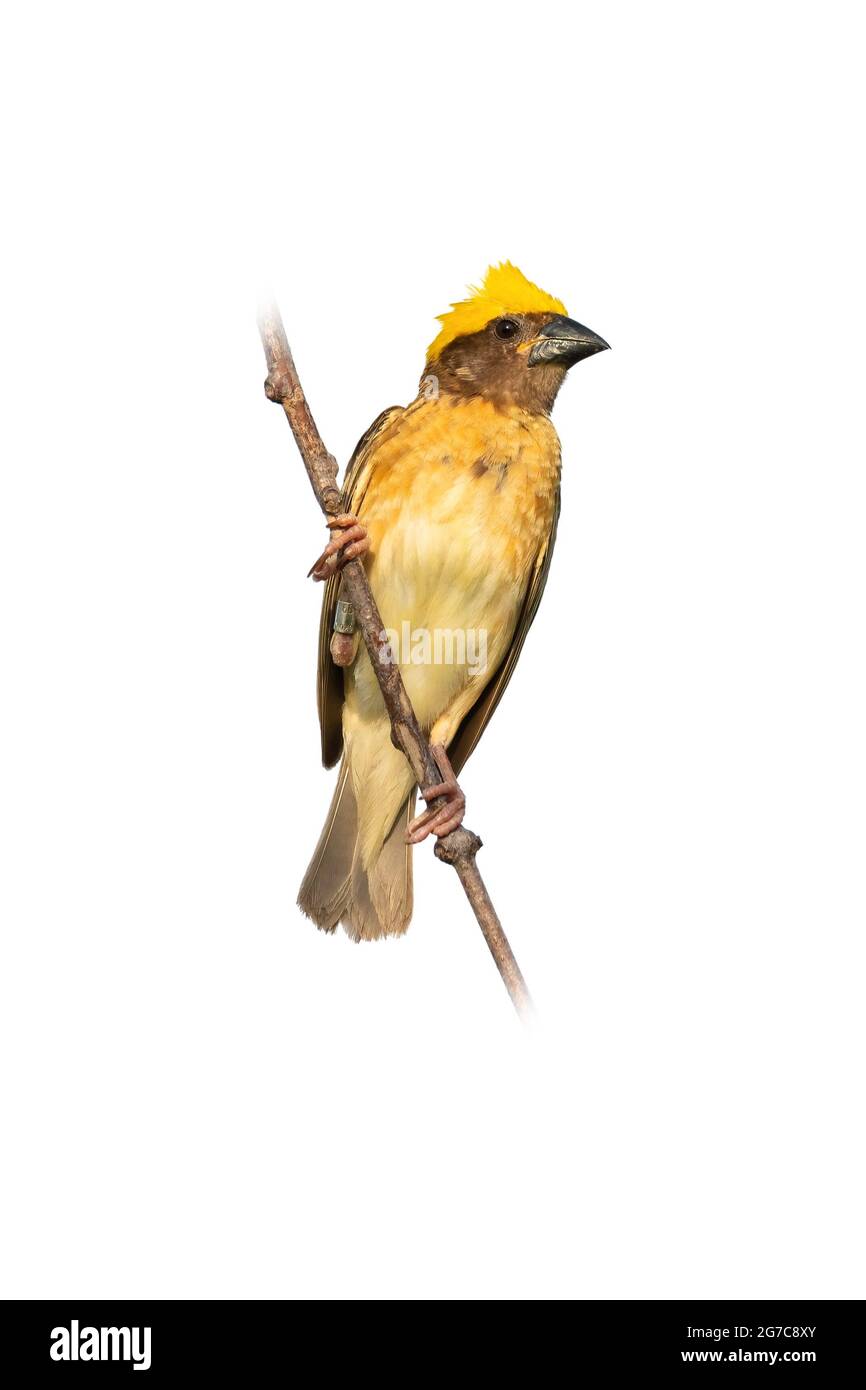 Male Baya Weaver perching on a perch isolated on white background Stock ...