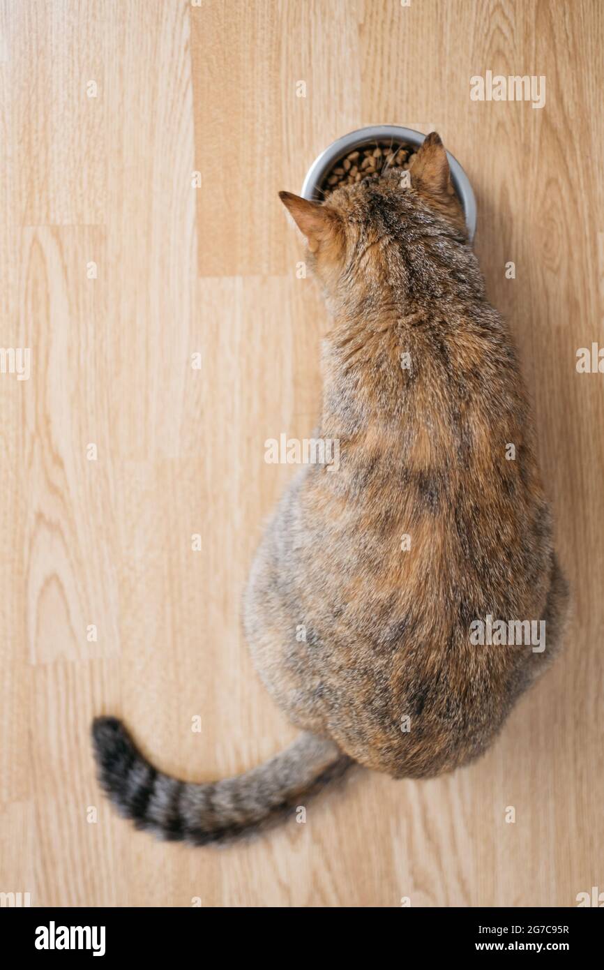Top view dry cat hi-res stock photography and images - Alamy