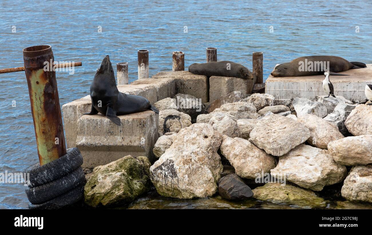 The seal colony around around the Kingscote jetty in Kangaroo Island ...