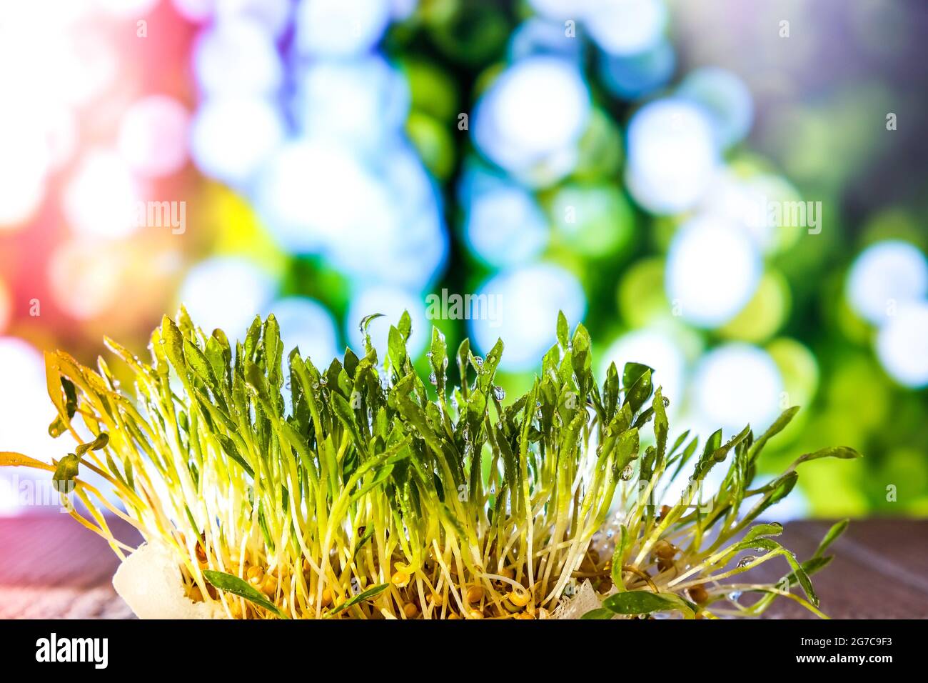Sprouted wheat on nature background. Roots, food, health. Micro green ...