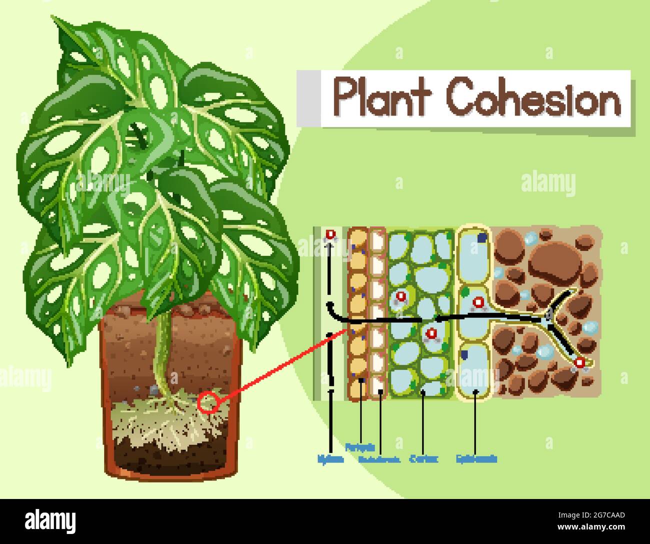 Diagram showing Plant Cohesion illustration Stock Vector Image & Art ...