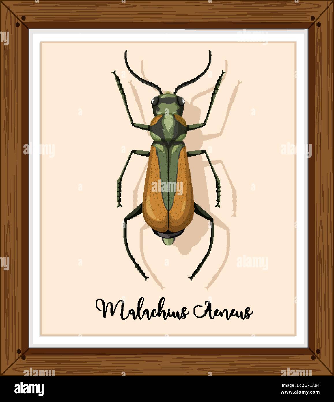 Malachius aeneus insect in wooden frame illustration Stock Vector Image ...