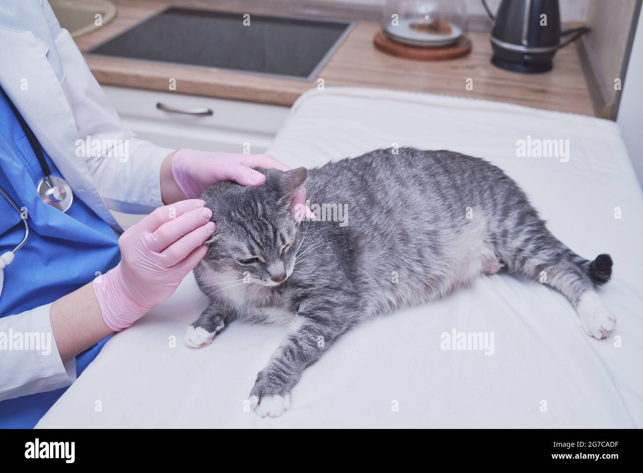 Inspection of wool and search for parasites in a cat by a veterinarian ...