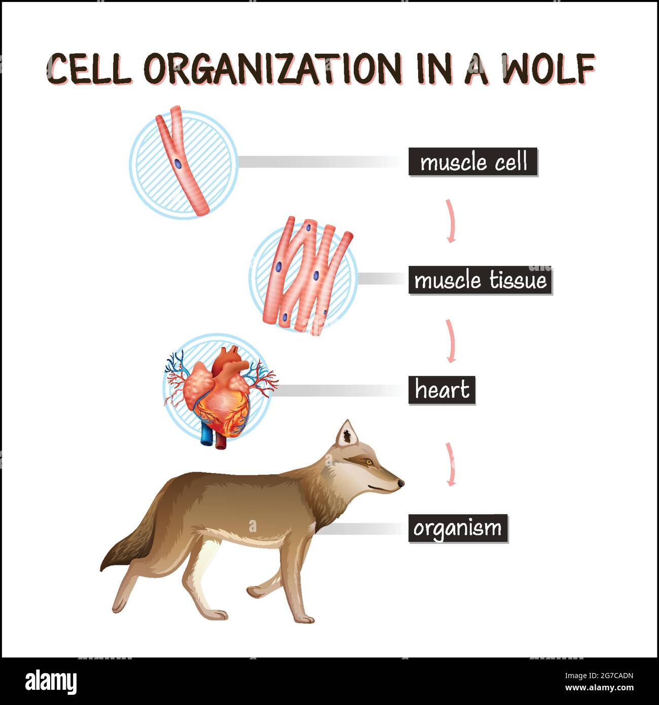 Diagram showing cell organization in a wolf illustration Stock Vector ...