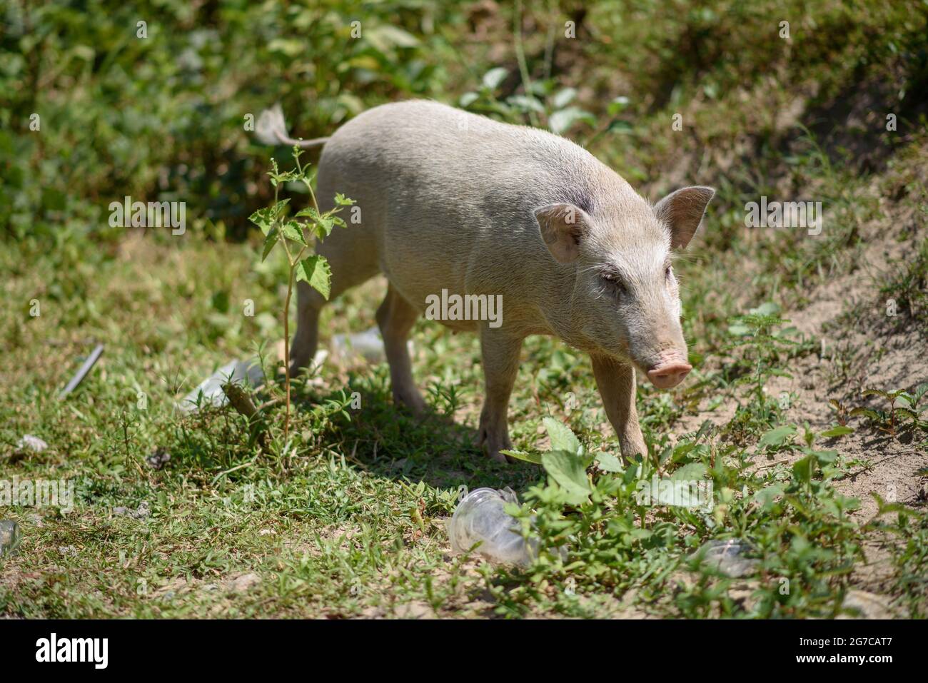 The scenery of white wild boar finding food in the garbage field from ...