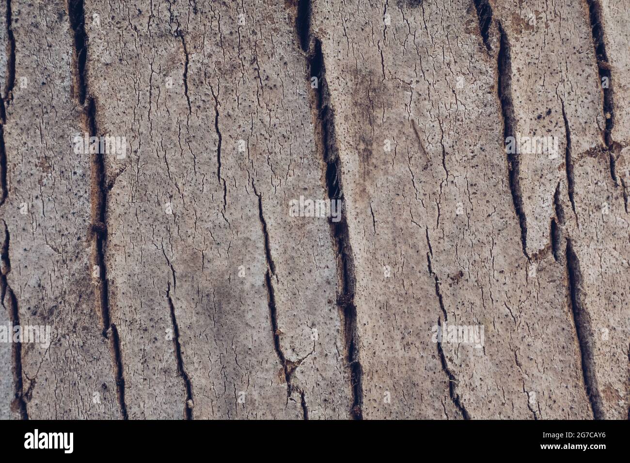 Close-up shot Wood tree outer bark in wild forest. Outermost layer of ...