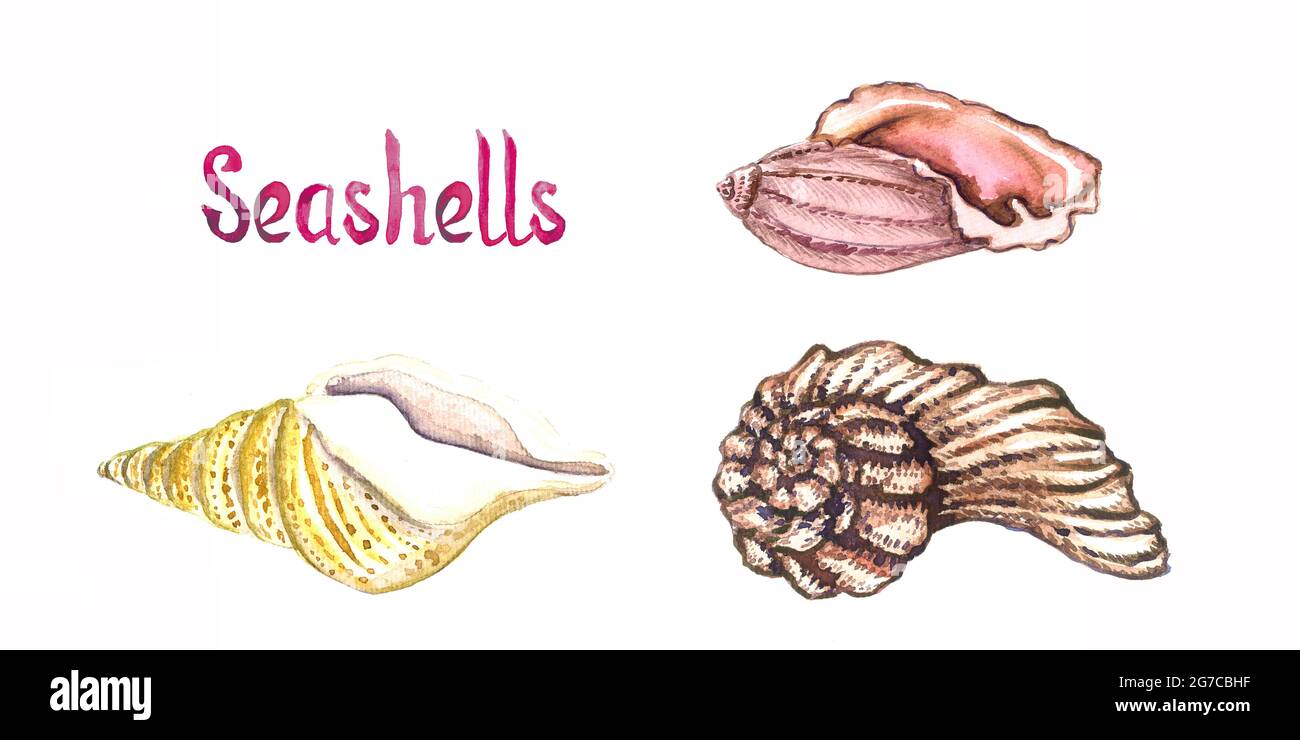 Seashells collection set, isolated on white watercolor illustration ...