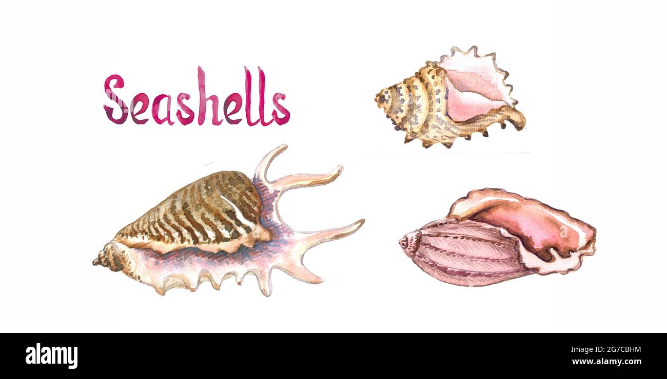 Seashells collection set, isolated on white watercolor illustration ...