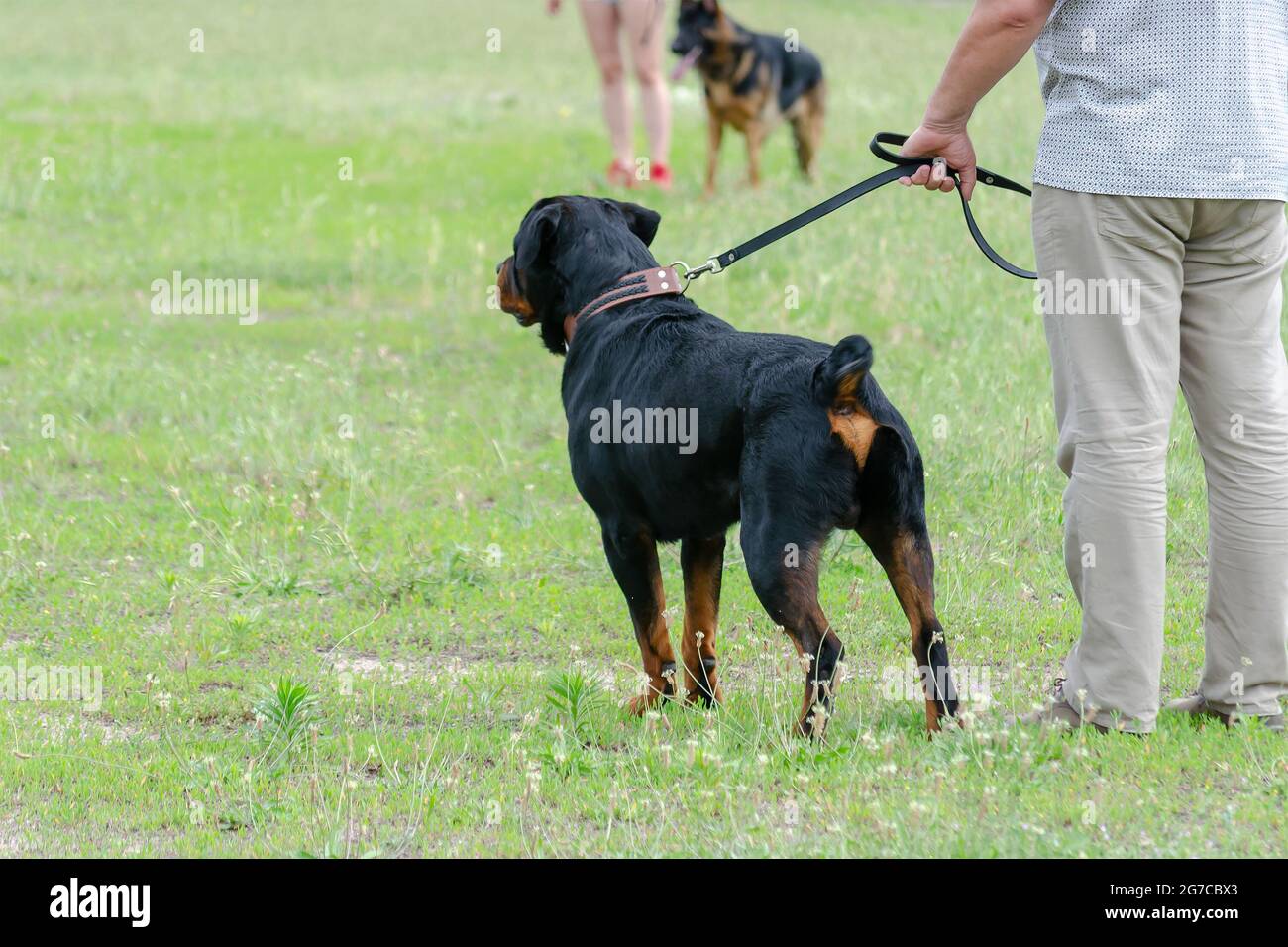 Tail cropped rottweiler hi-res stock photography and images - Alamy