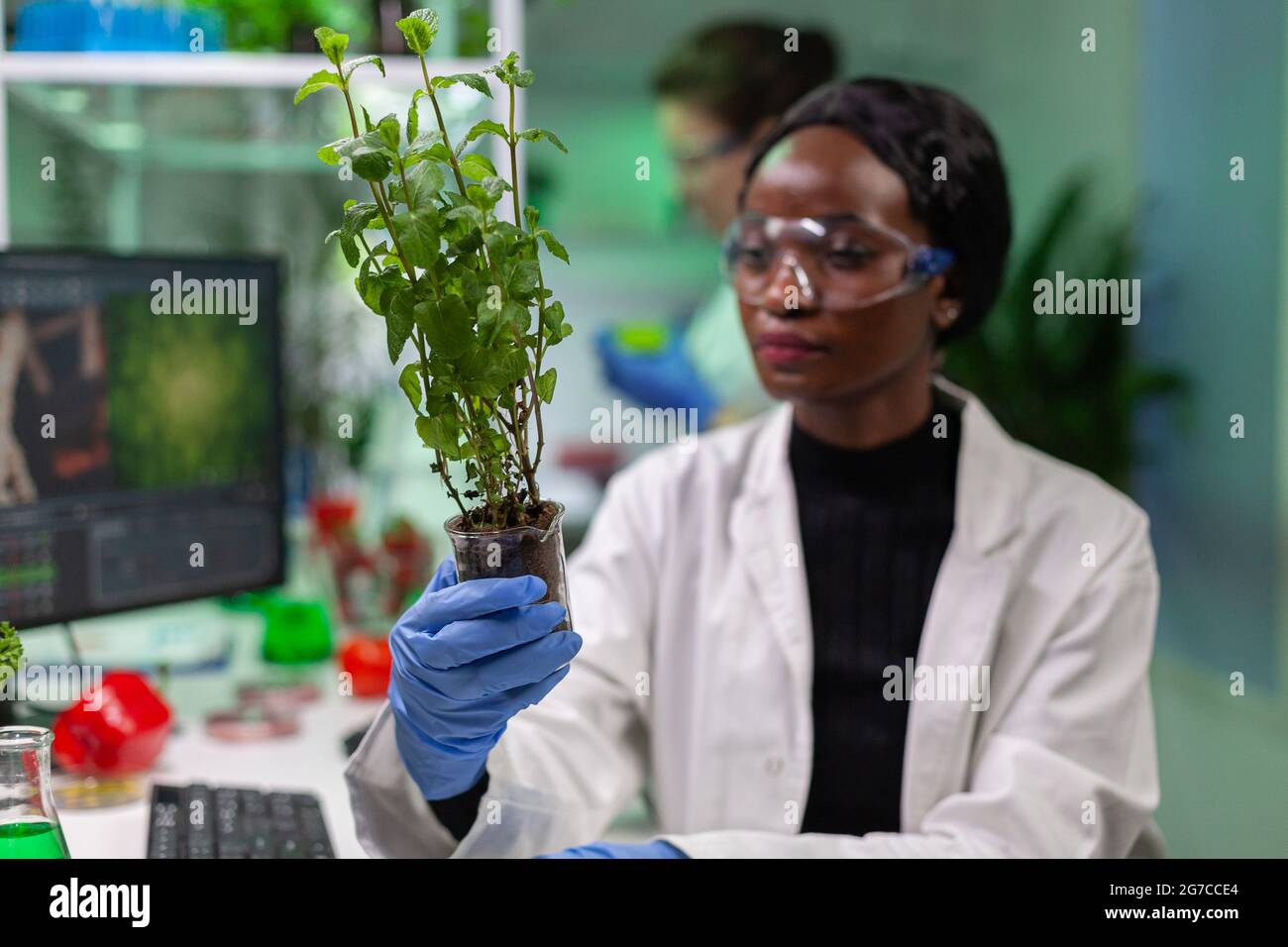Biologist researcher typing gmo expertise hi-res stock photography and ...