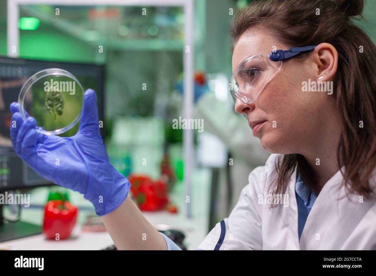 Botanist researcher holding petri dish with green leaf sample analyzing ...