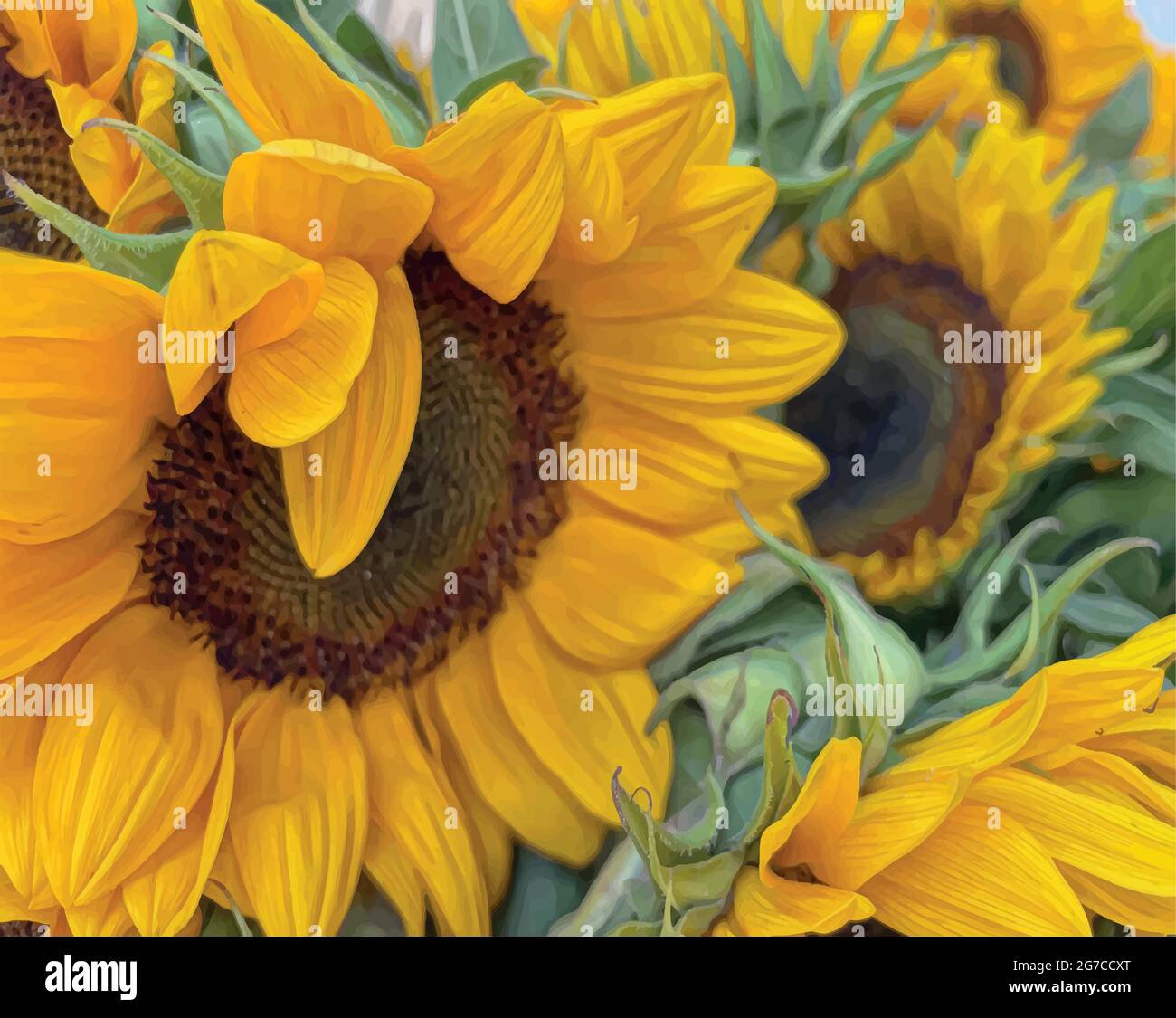Sunflowers detail Stock Vector Images - Alamy