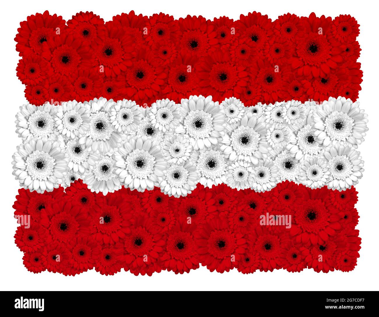 Austria national flower Cut Out Stock Images & Pictures - Alamy