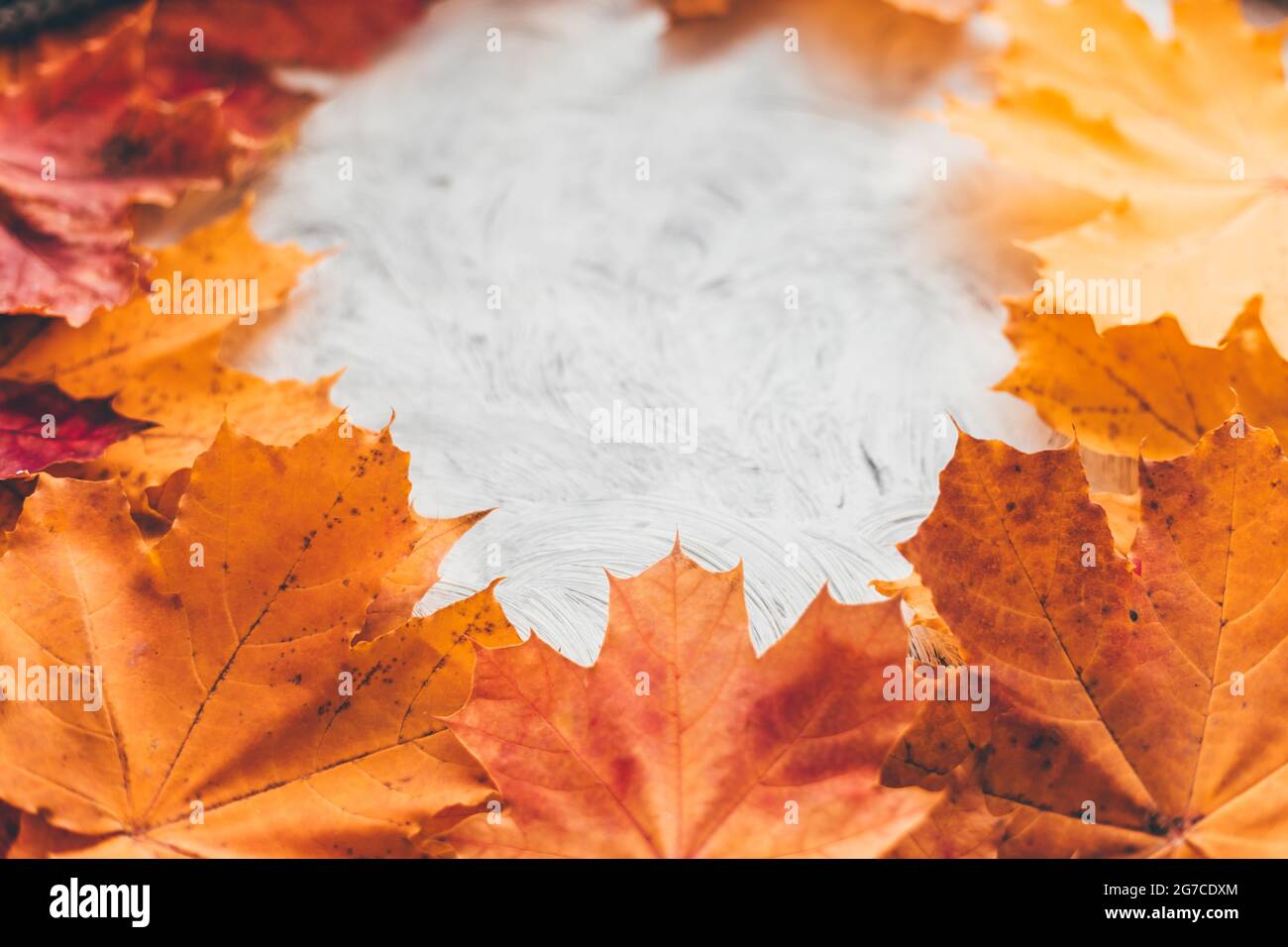 Autumn background with maple leaf Stock Photo - Alamy