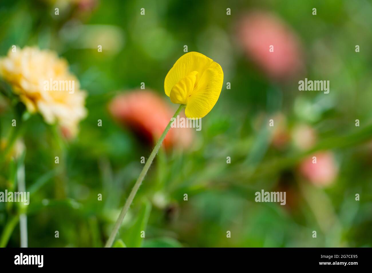 Pinto peanut or Arachis pinto, Yellow flower on blur nature background ...